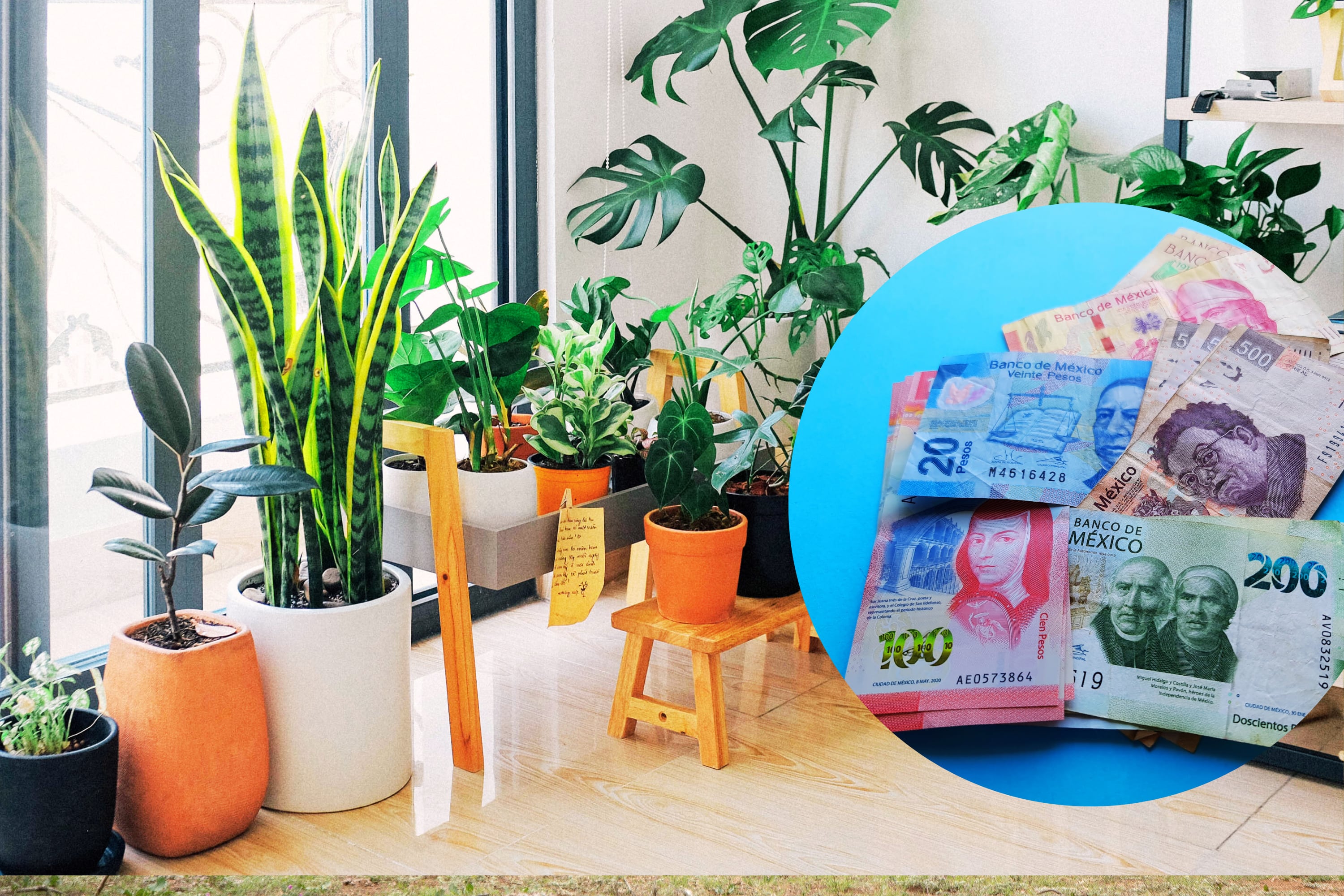 Multas por tener esta planta mexicana en casa; sanciones van de los 5 ...